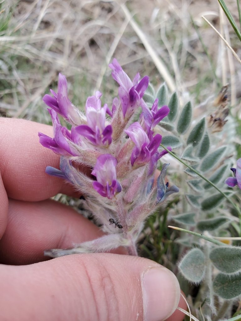 Woolly Locoweed from Quemado, NM 87829, USA on June 9, 2024 at 07:50 AM ...