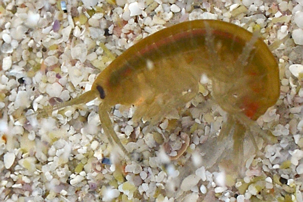 Gammaridae from Andoy, Norway on July 10, 2023 at 07:22 PM by Ryan ...