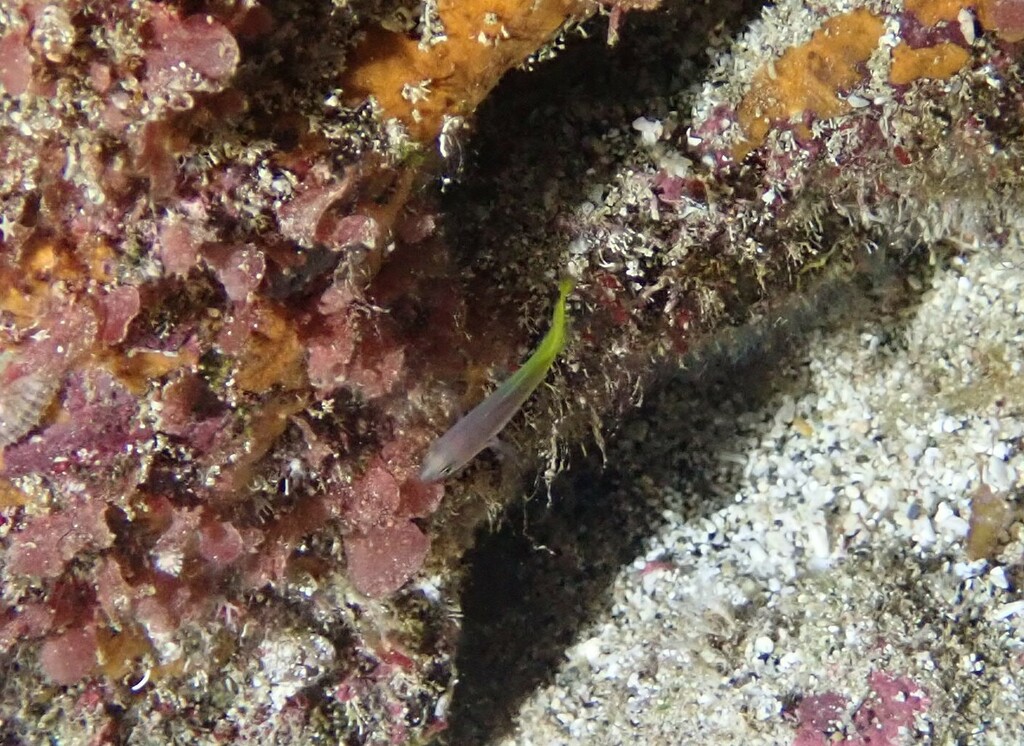 Bicolor Fangblenny from Kagman III, Saipan 96950, CNMI on June 9, 2024 ...