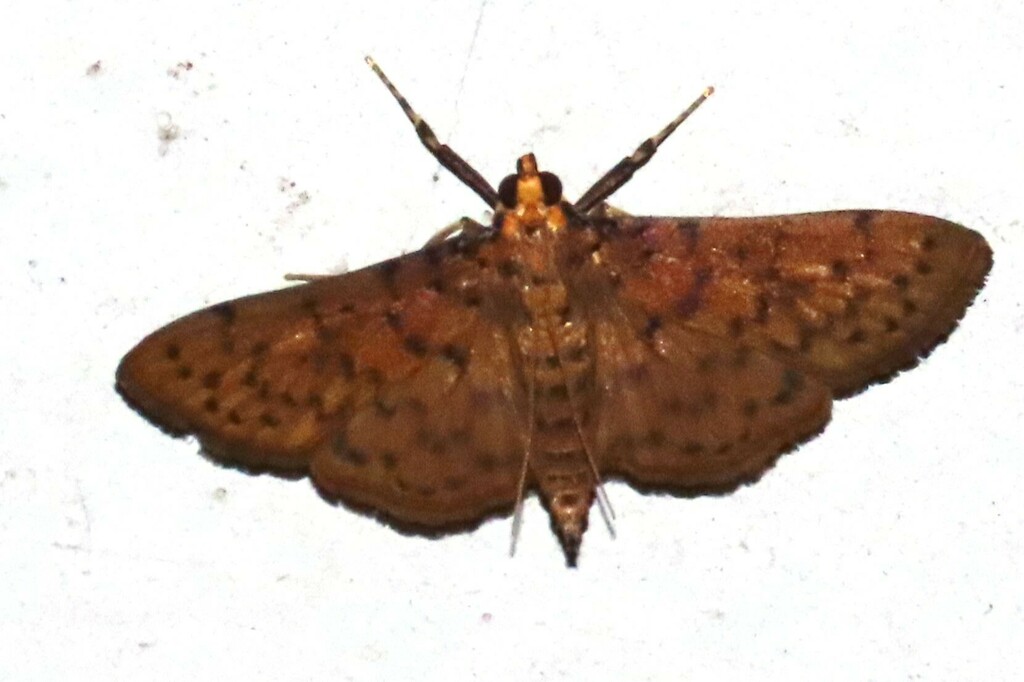 Yellow Peach Moth from Coomba Park NSW 2428, Australia on June 9, 2024 ...