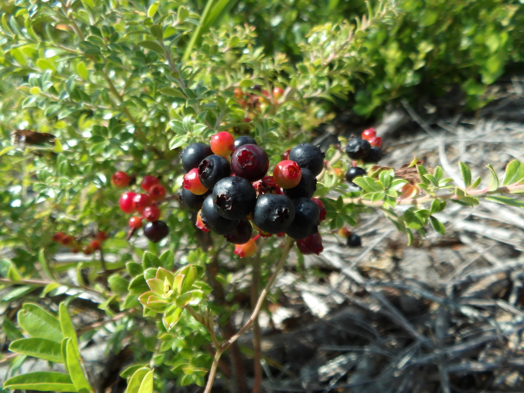 Shiny blueberry in June 2024 by Joe Alec King · iNaturalist