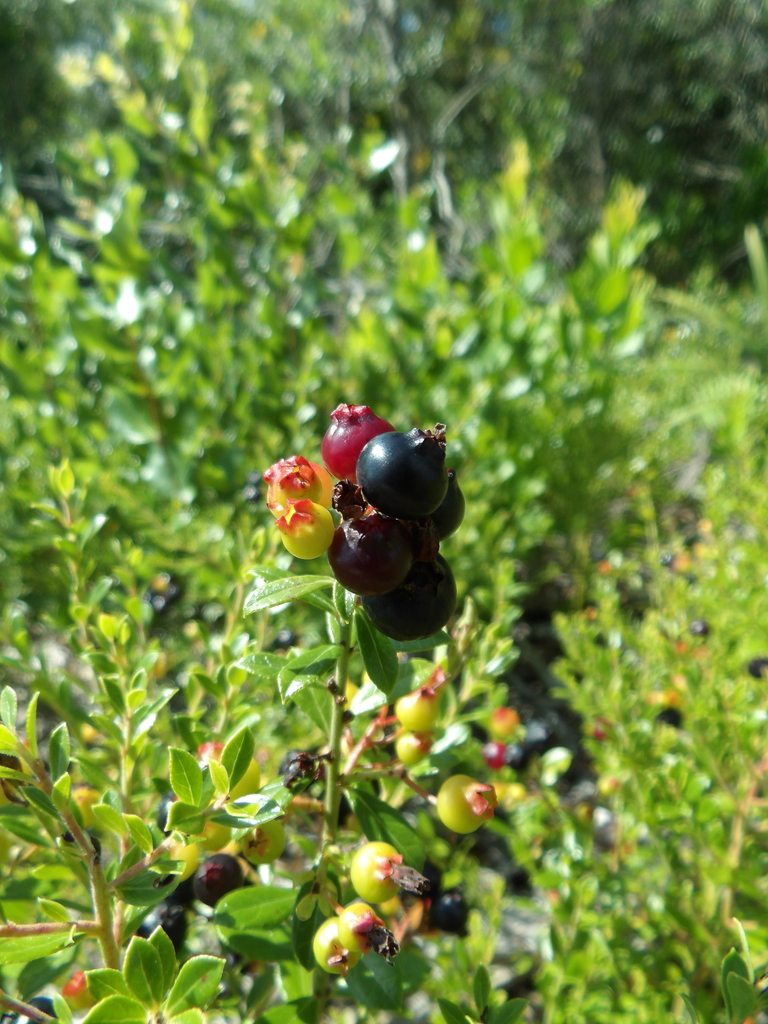 Shiny blueberry in June 2024 by Joe Alec King · iNaturalist