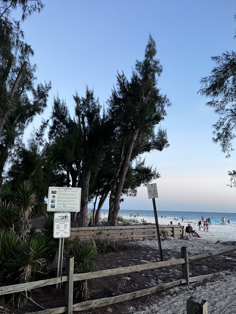 Beach Sheoak from Anna Maria Island, Anna Maria, FL, US on June 9, 2024 ...
