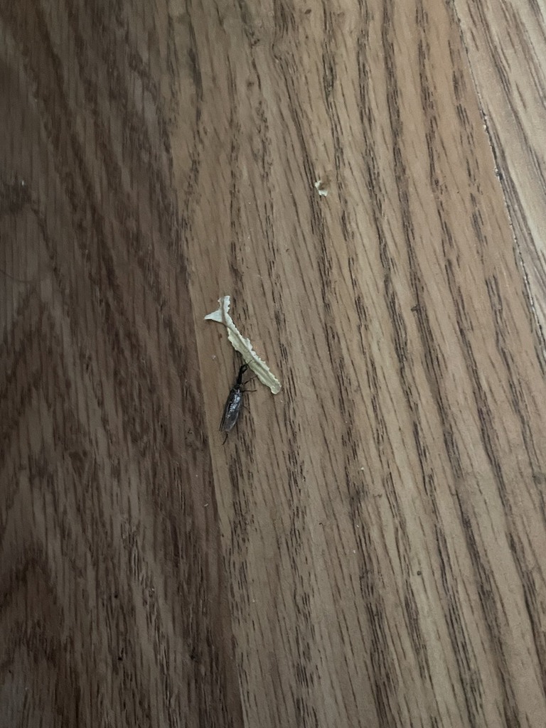 Winged and Once-winged Insects from lambda chi alpha corvallis on June ...