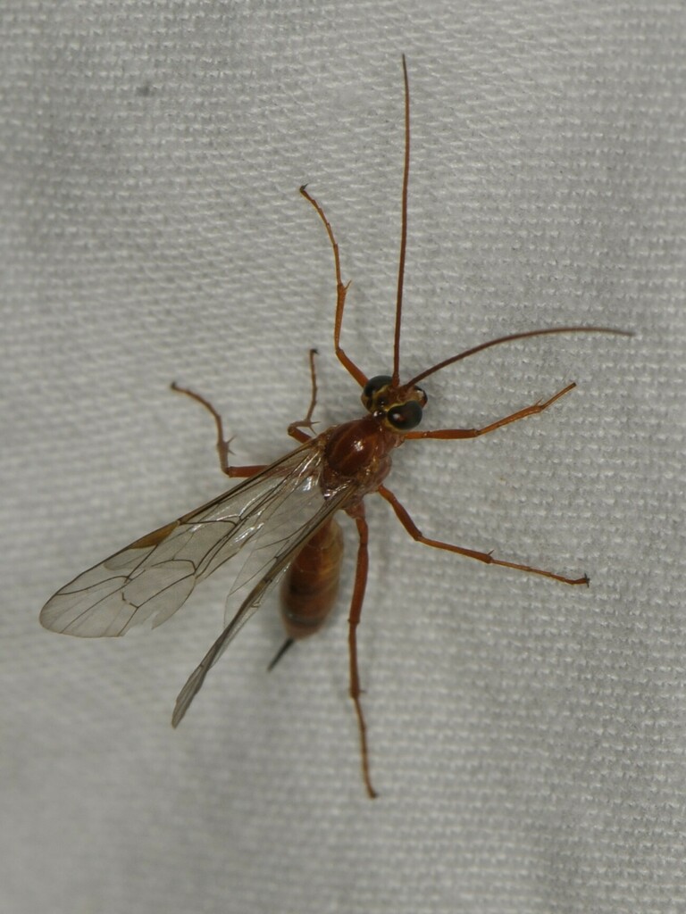 Netelia in May 2024 by Elliott Gordon · iNaturalist