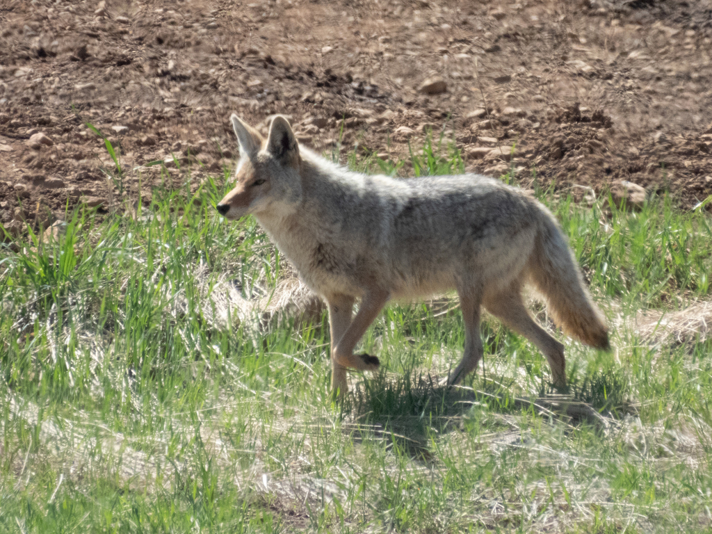 Mountain Coyote from Placer County, CA, USA on May 26, 2024 at 10:41 AM ...