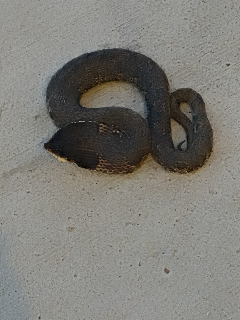 Eastern Hognose Snake from N FM 1486 Rd, Montgomery, TX, US on June 9 ...