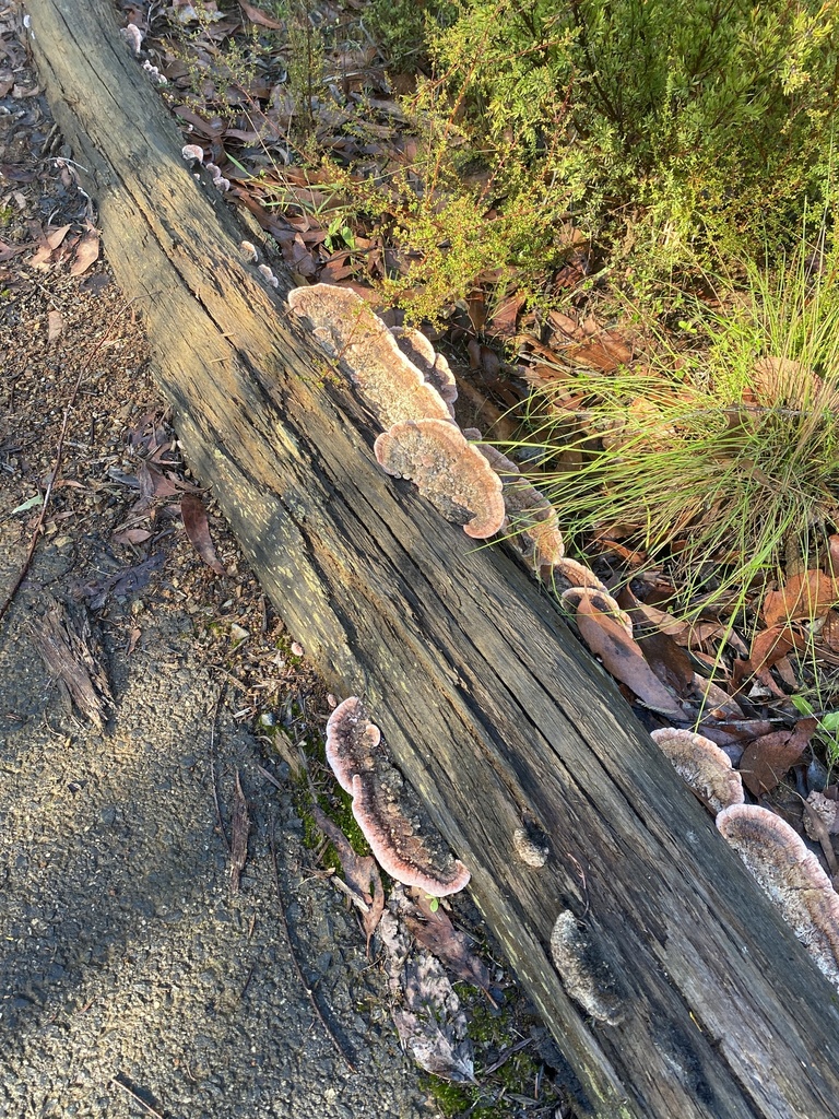 Gum Bracket from Paul Range State Forest, Castella, VIC, AU on June 10 ...