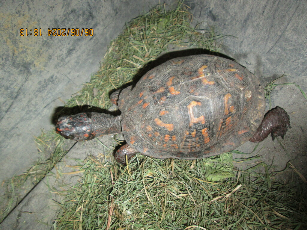 Eastern Box Turtle in June 2024 by Robert Russo. male got scuffed up ...