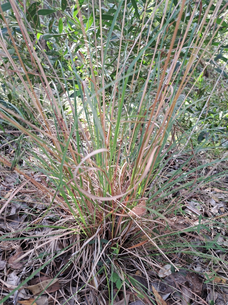 barbwire grass from Brunswick Heads NSW 2483, Australia on June 10 ...