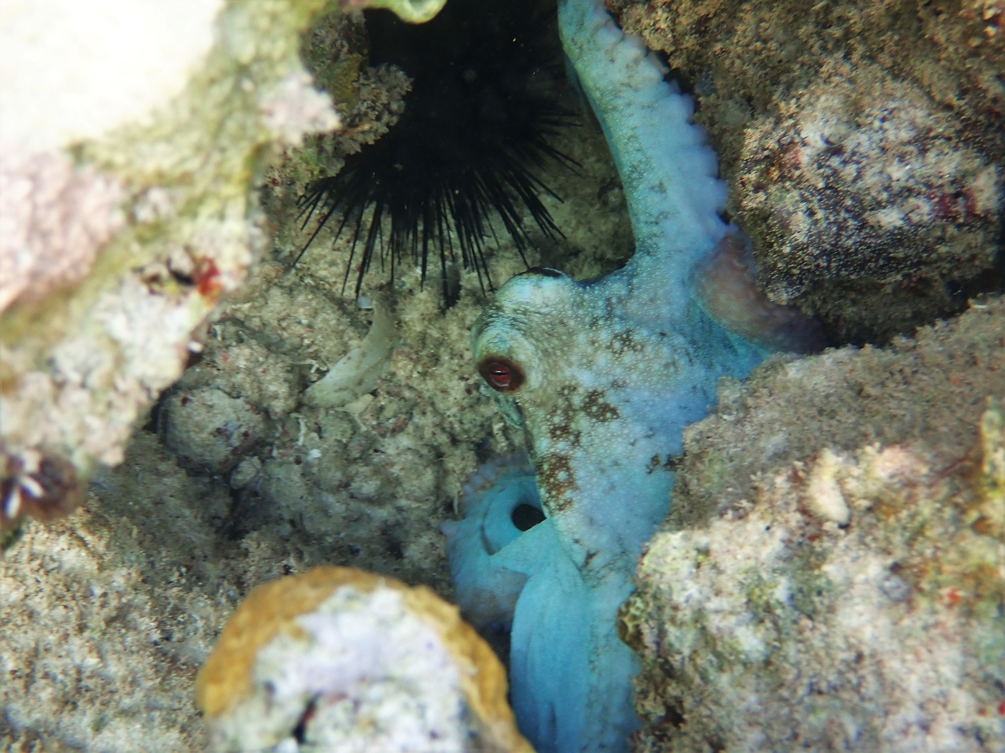 Octopus briareus Robson, 1929