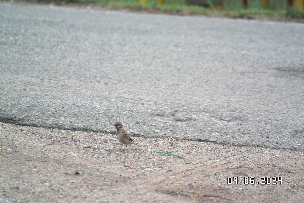 Eurasian Tree Sparrow from Felda Tersang 03, 27650 Raub, Pahang ...