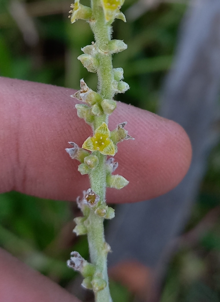 carnaúba palm (Copernicia prunifera) - Botanical Realm