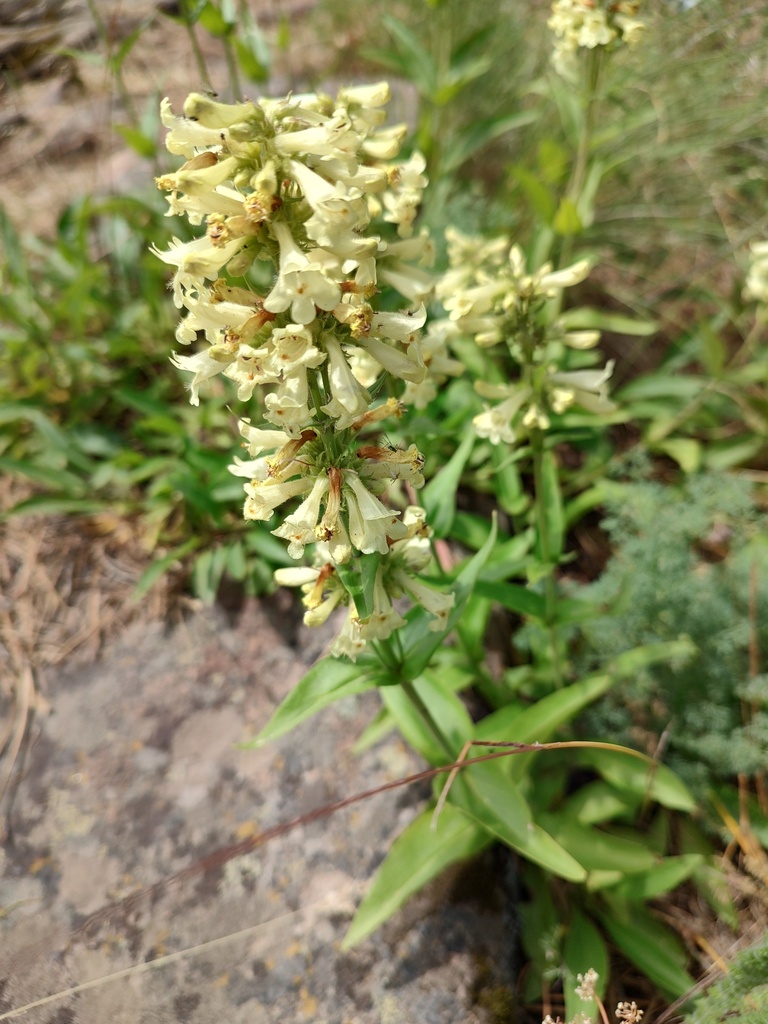 Penstemon from Whitman County, WA on June 9, 2024 at 11:46 AM by Walter ...