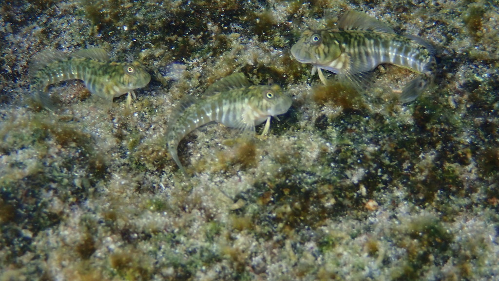 Praealticus from Kagman III, Saipan 96950, CNMI on June 9, 2024 at 05: ...