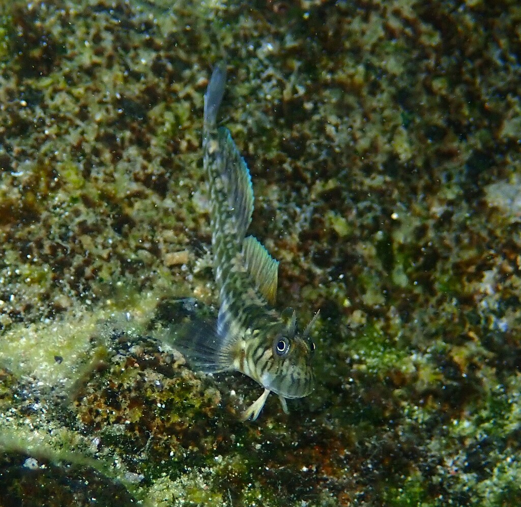 Praealticus from Kagman III, Saipan 96950, CNMI on June 9, 2024 at 05: ...