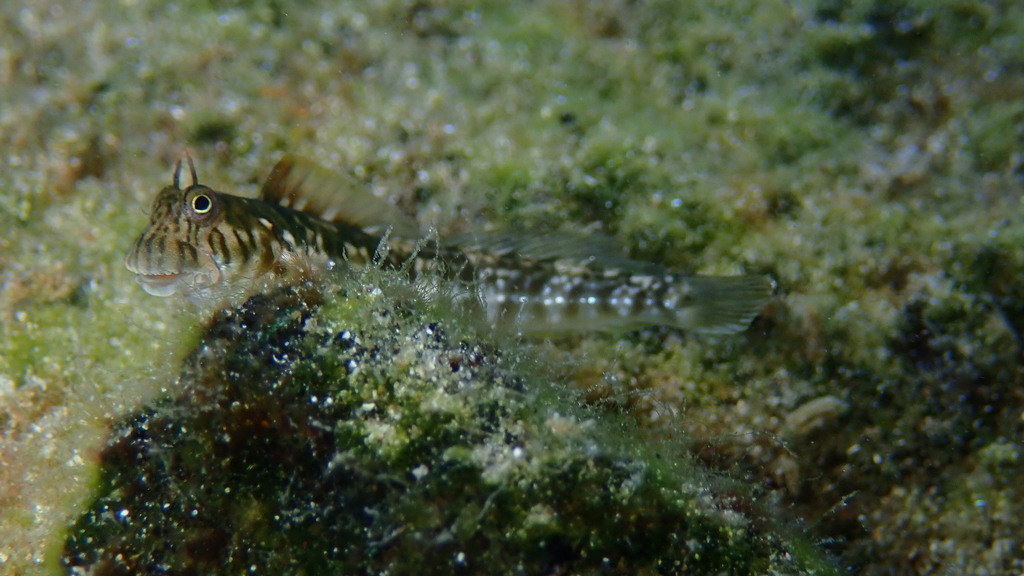 Praealticus from Kagman III, Saipan 96950, CNMI on June 9, 2024 at 05: ...