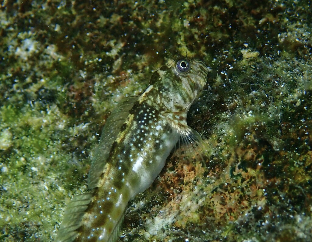 Praealticus from Kagman III, Saipan 96950, CNMI on June 9, 2024 at 05: ...