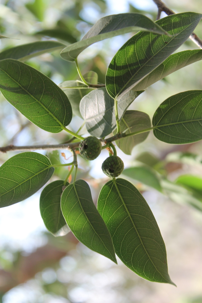 Ficus pertusa from Dr Atl, 44399 Guadalajara, Jal., México on May 16 ...