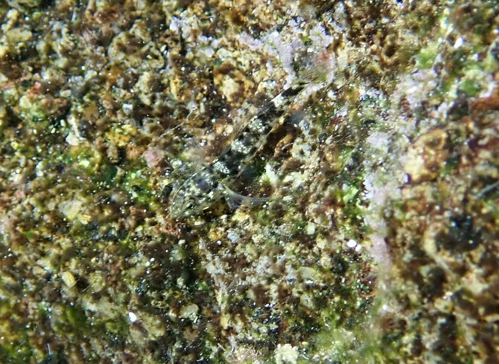 Bathygobius from Kagman III, Saipan 96950, CNMI on June 9, 2024 at 05: ...