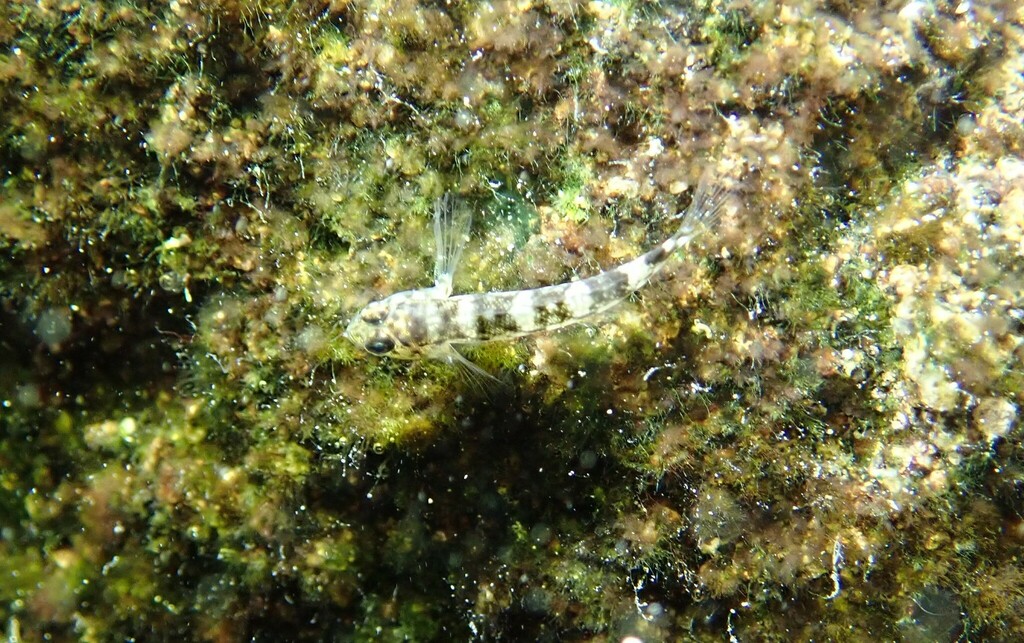 Bathygobius from Kagman III, Saipan 96950, CNMI on June 9, 2024 at 05: ...