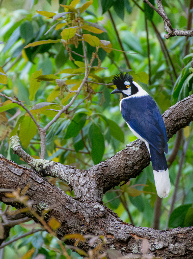 Tufted Jay from San Dimas, Dgo., México on March 31, 2024 at 05:00 PM ...