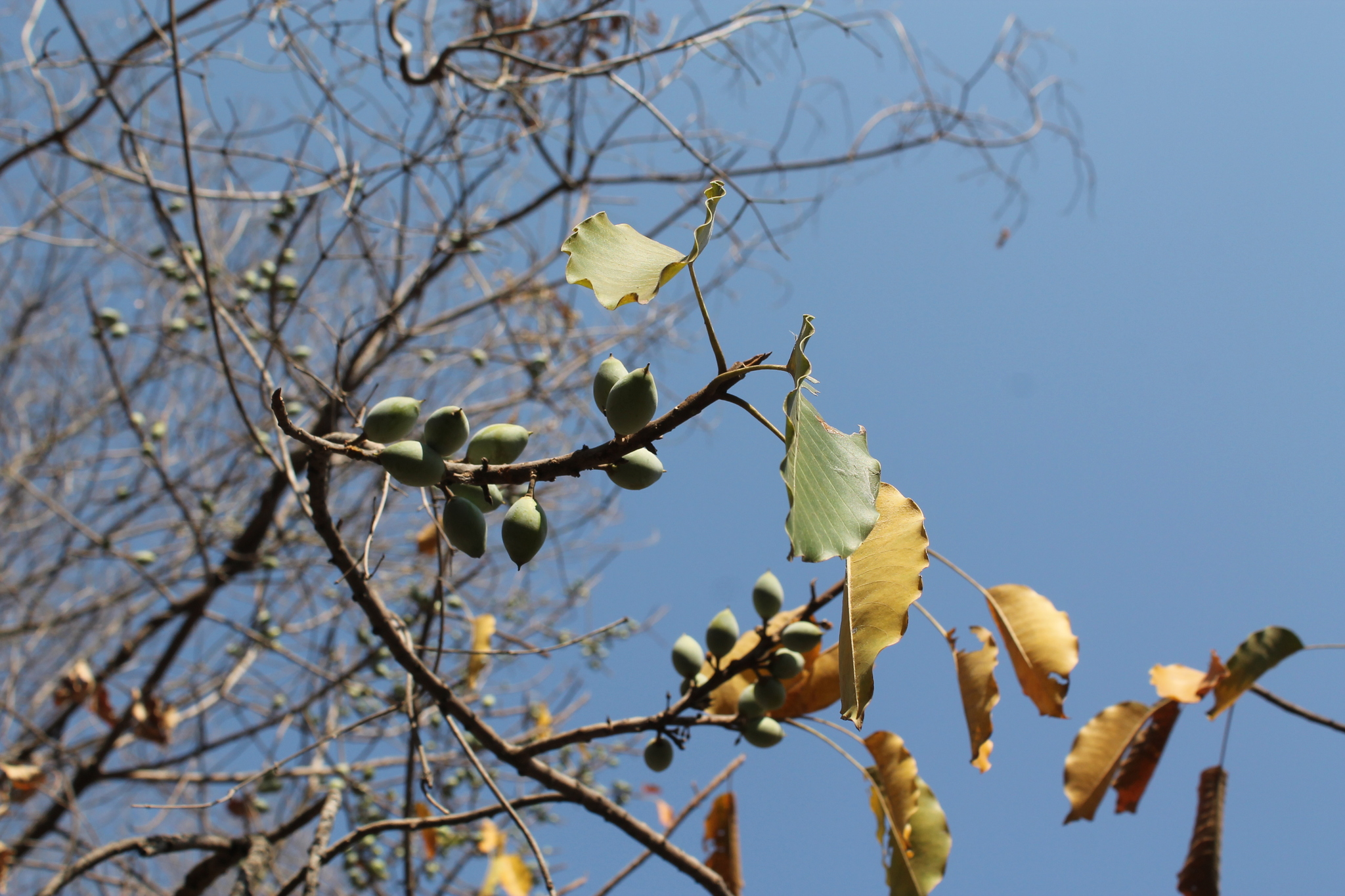 Sideroxylon capiri (A.DC.) Pittier