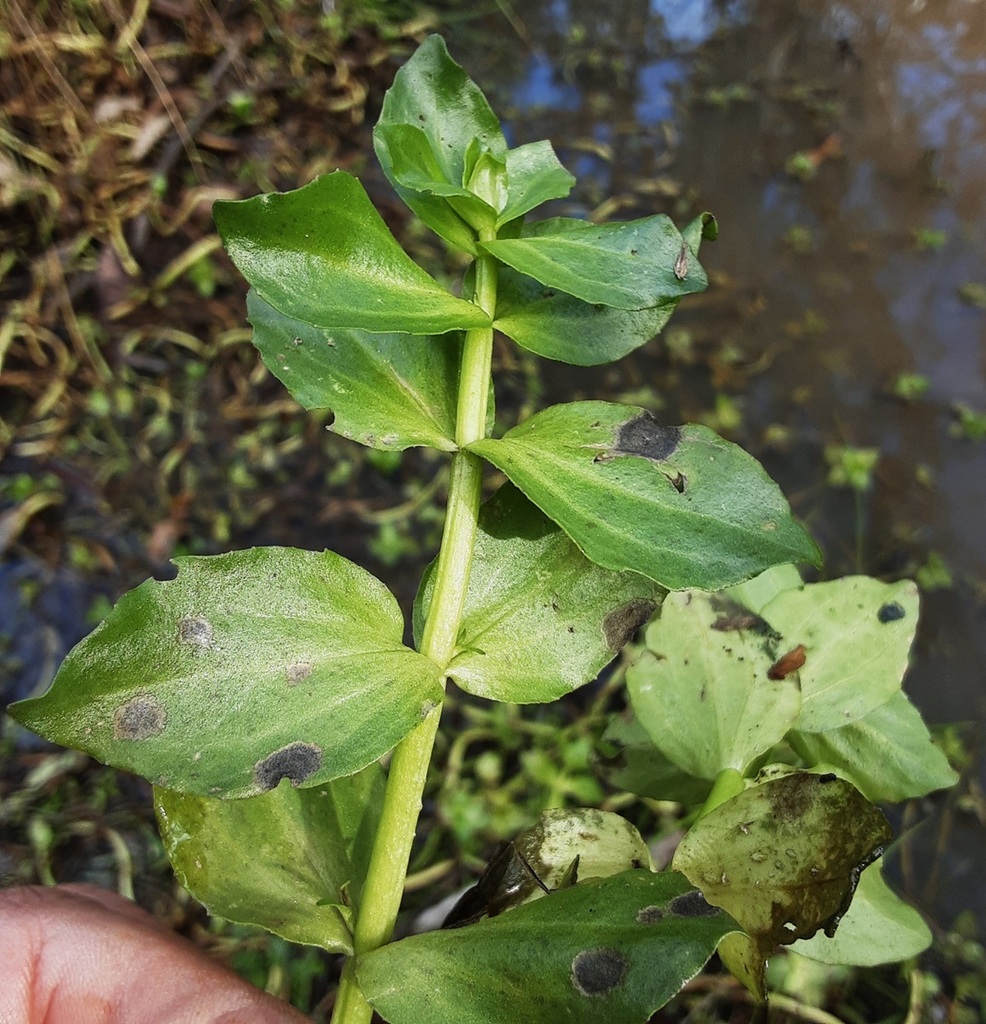 Austral Brooklime from Falnash State Forest, Wallerawang NSW 2845 ...