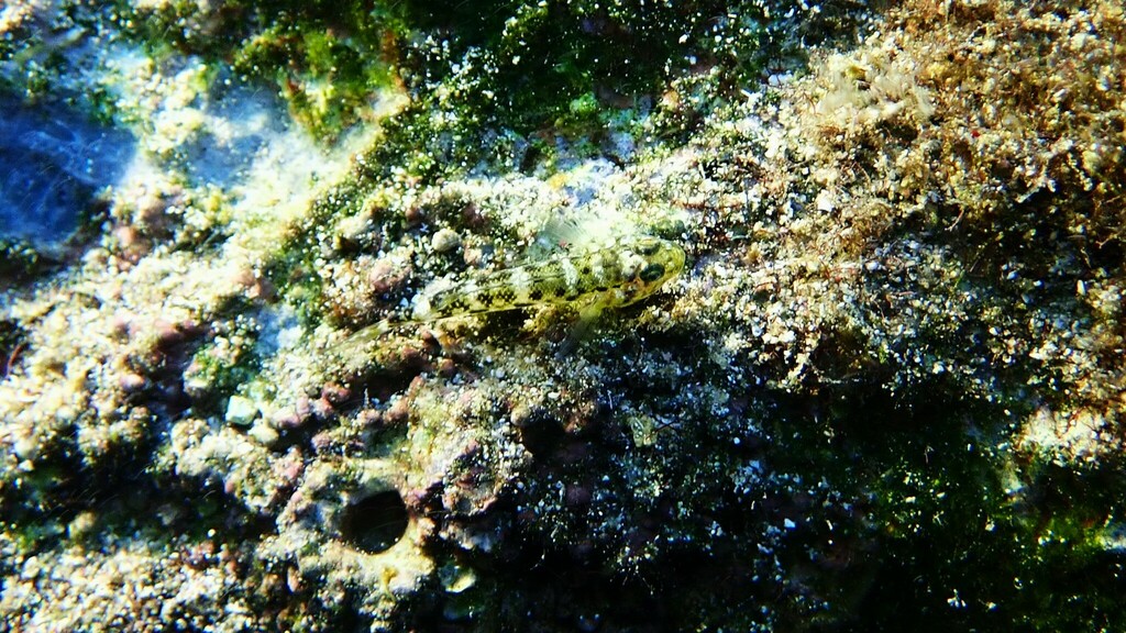 Bathygobius from Kagman III, Saipan 96950, CNMI on June 9, 2024 at 05: ...