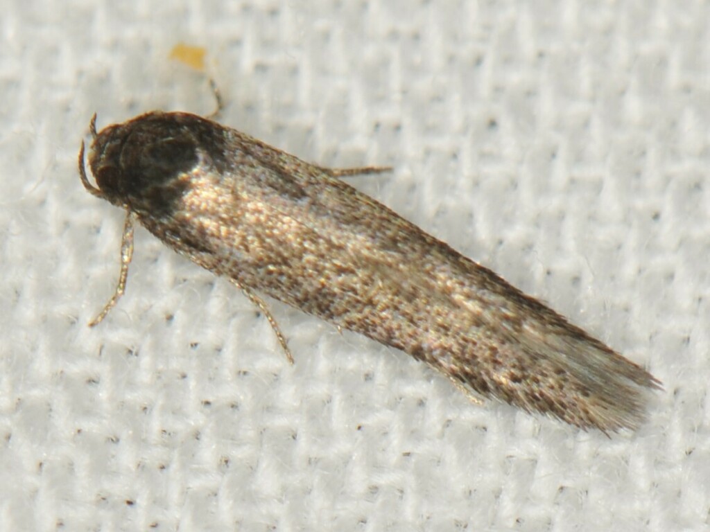 Periploca in May 2024 by Elliott Gordon · iNaturalist
