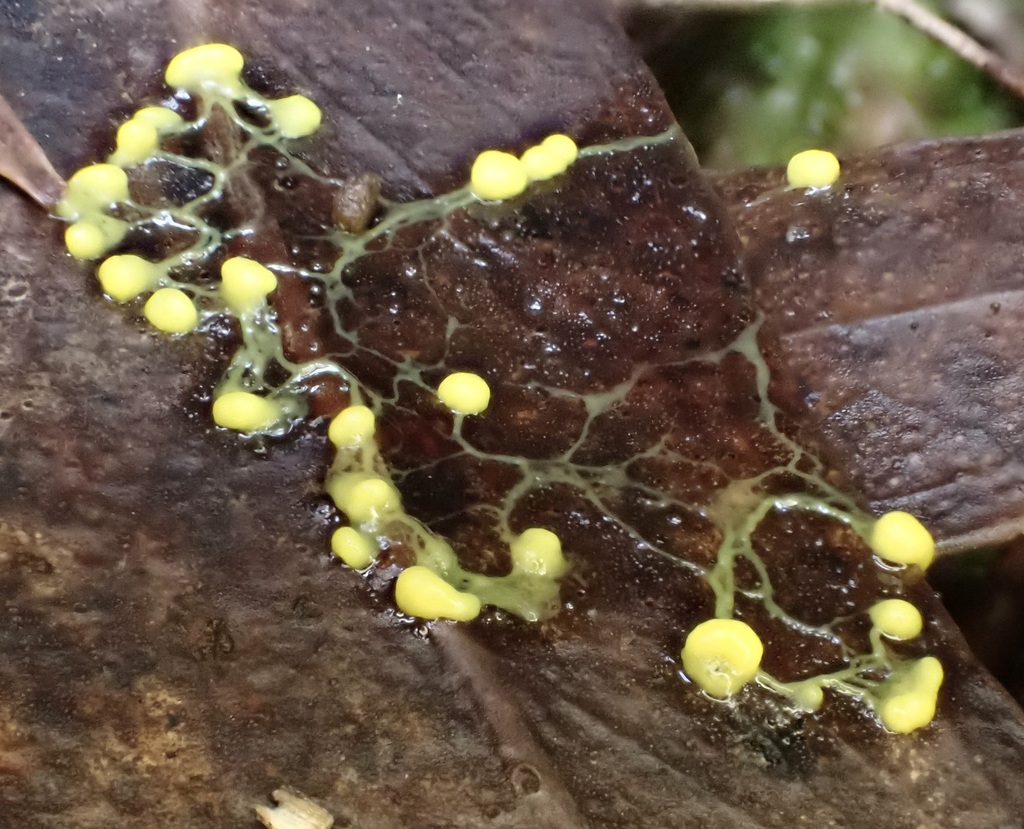Physarum luteolum from Toora North VIC 3962, Australia on June 5, 2024 ...