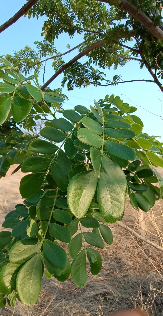 Monkey pod tree from 62794 Santa Fe, Mor., México on June 6, 2024 at 07 ...