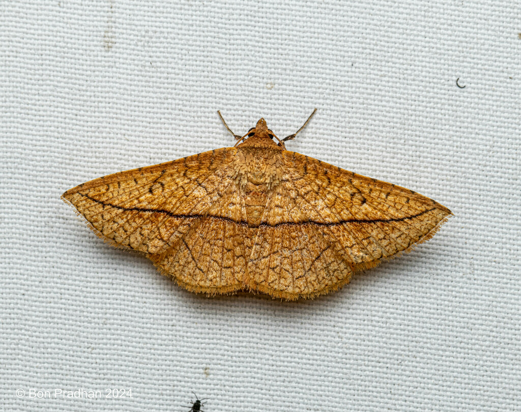 Striglina scitaria from Darjeeling town, Gandhi Road, Darjeeling, West ...