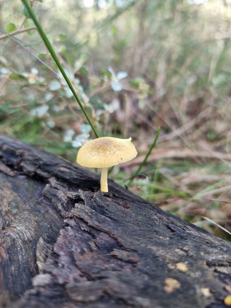 Deer Mushrooms from Belgrave South VIC 3160, Australia on June 10, 2024 ...