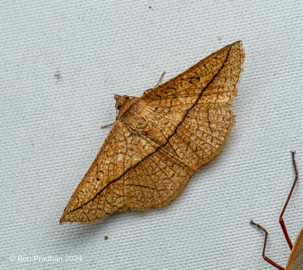 Striglina scitaria from Darjeeling town, Gandhi Road, Darjeeling, West ...