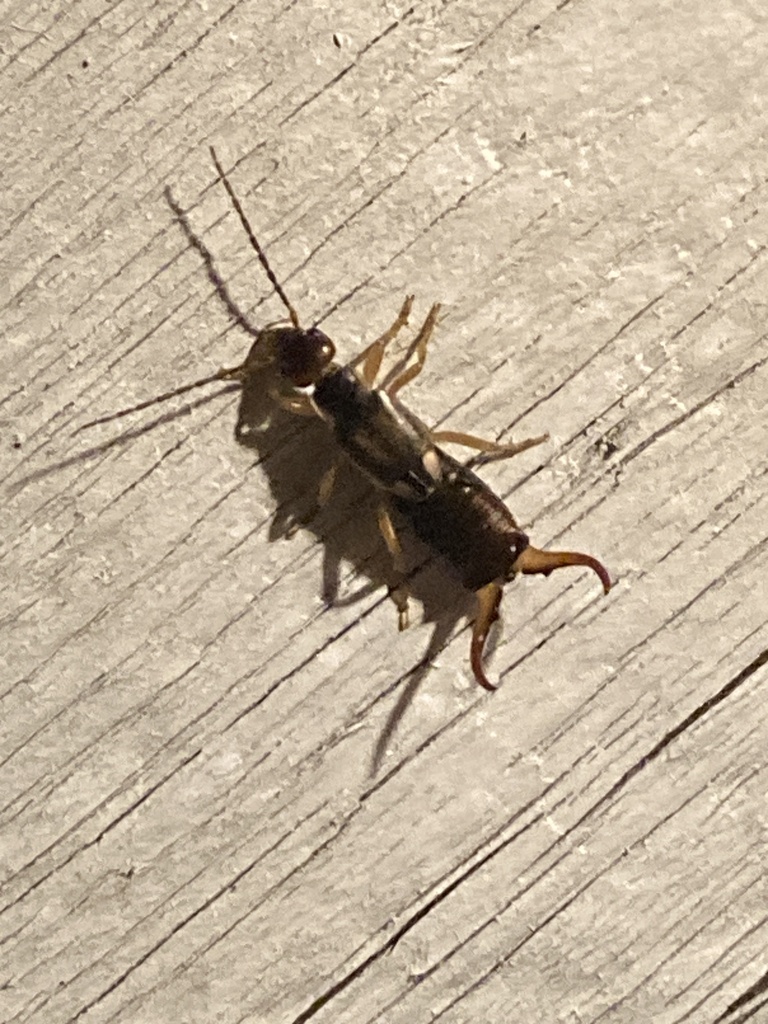 Earwigs from Pleasant Ave, Canonsburg, PA, US on June 9, 2024 at 10:43 ...