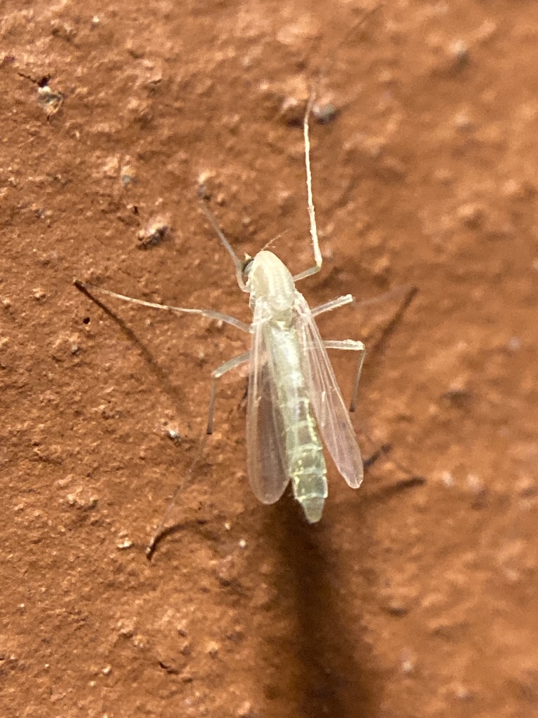 Non-biting Midges from Pleasant Ave, Canonsburg, PA, US on June 9, 2024 ...