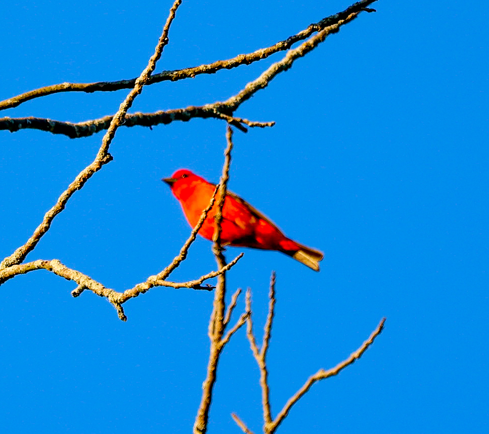 Scarlet Tanager from Chicago Botanic Garden, 1000 Lake Cook Rd, Glencoe ...