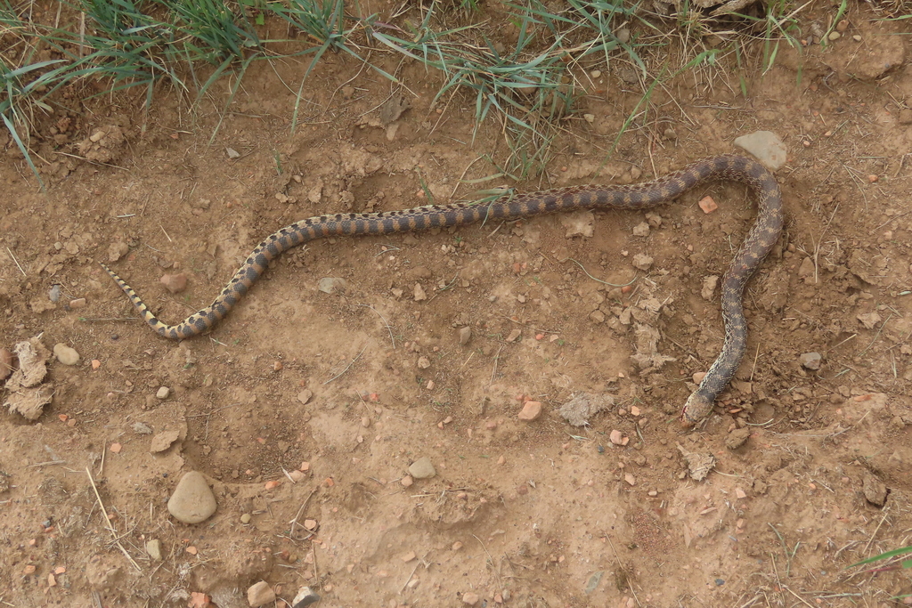 Gopher Snake from EF Otter Creek Rd, MT, USA on May 29, 2024 at 05:20 ...