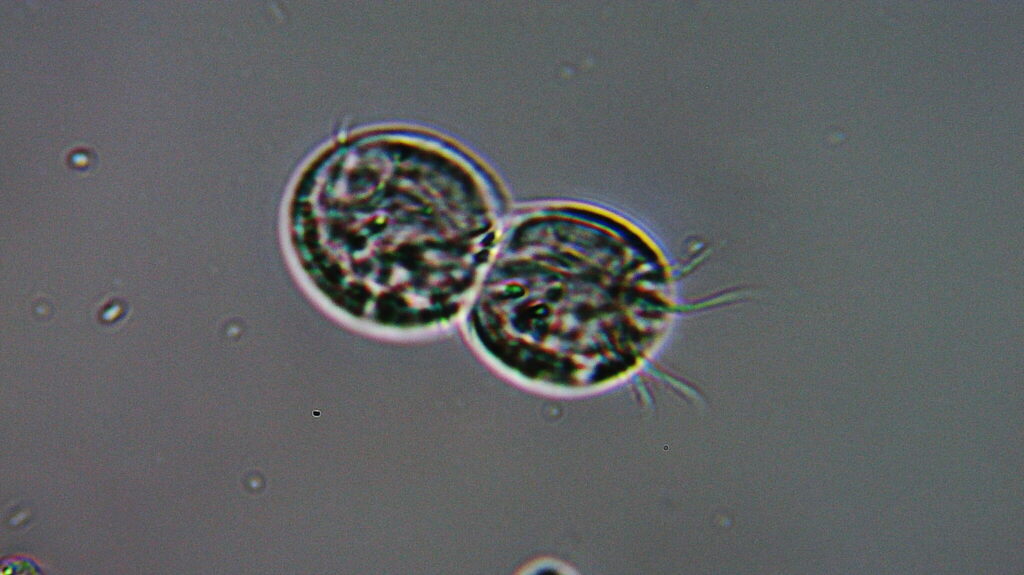 Aspidisca from Beacon Hill, Boston, MA, USA on June 9, 2024 at 05:46 AM ...