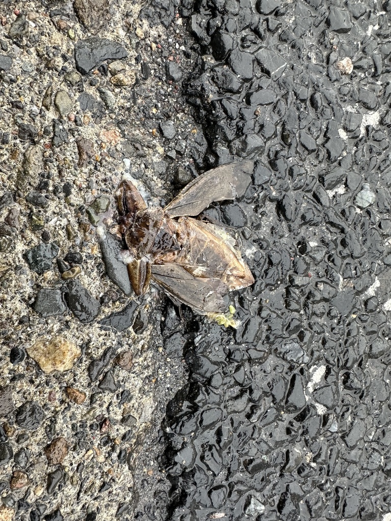 Oriental Giant Water Bug in June 2024 by Yoshihiro Tokue · iNaturalist