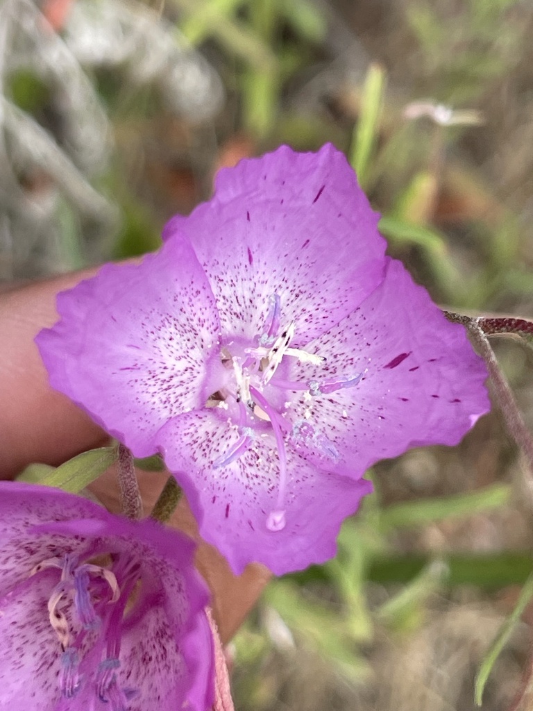 Lewis' Clarkia in June 2024 by Ulysses M · iNaturalist