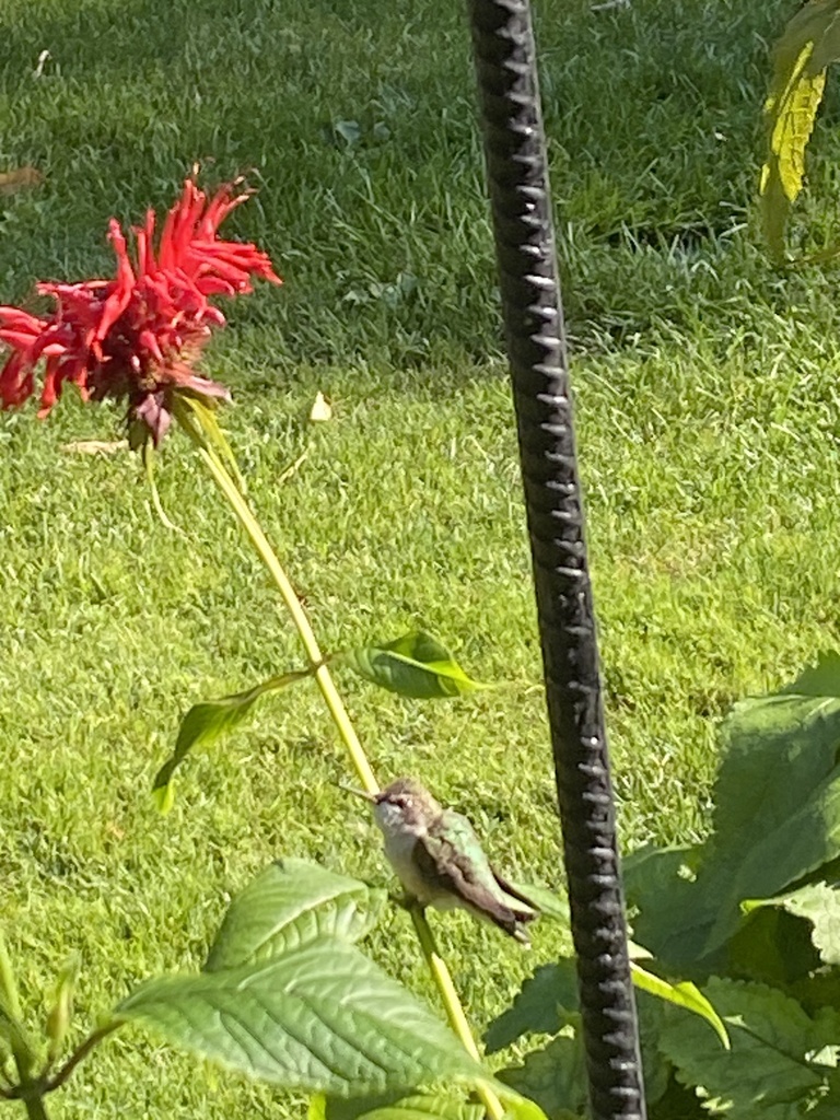 Ruby-throated Hummingbird from Michigan State University, East Lansing ...