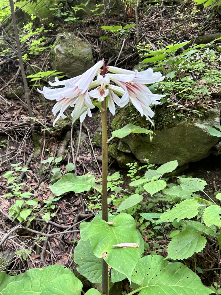 Giant Himalayan Lily in June 2024 by titi_atom · iNaturalist