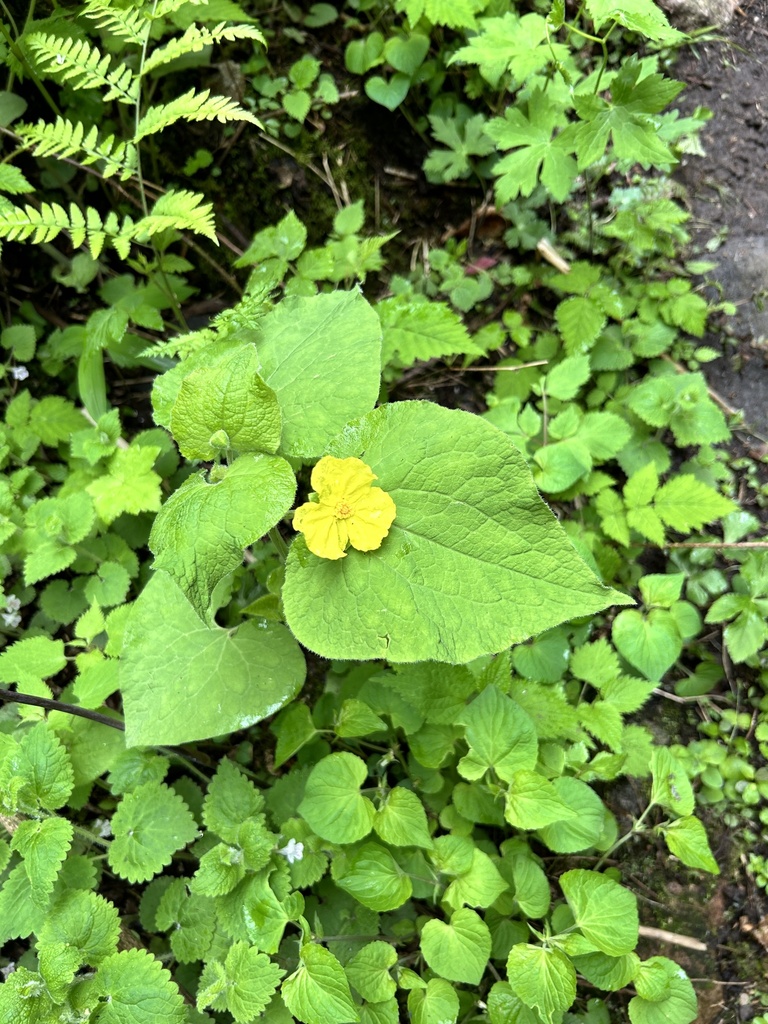 Upright Wild-ginger in May 2024 by titi_atom · iNaturalist