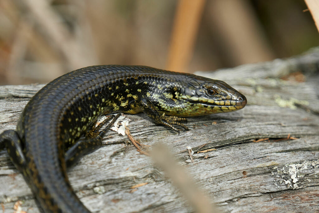 Western Mourning Skink from Albany WA 6330, Australia on May 11, 2024 ...