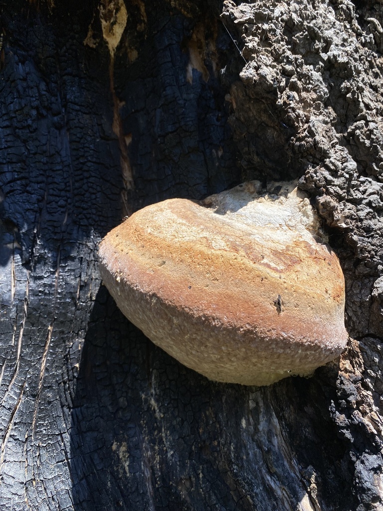Fungi Including Lichens from Sequoia National Park, Three Rivers, CA ...