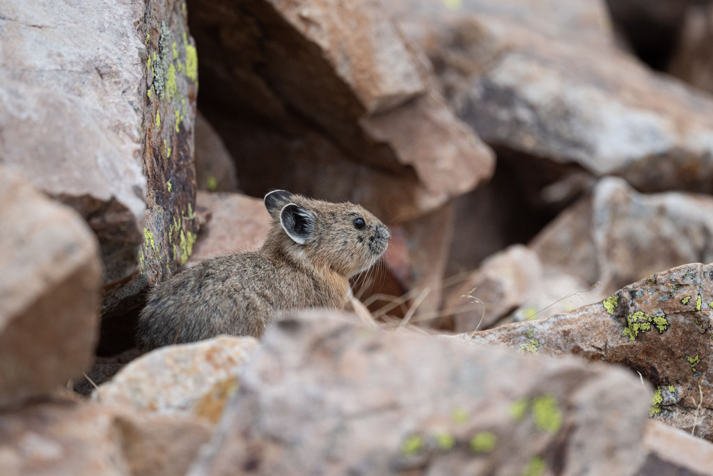 American Pika from Montezuma County, CO, USA on June 9, 2024 at 01:47 ...