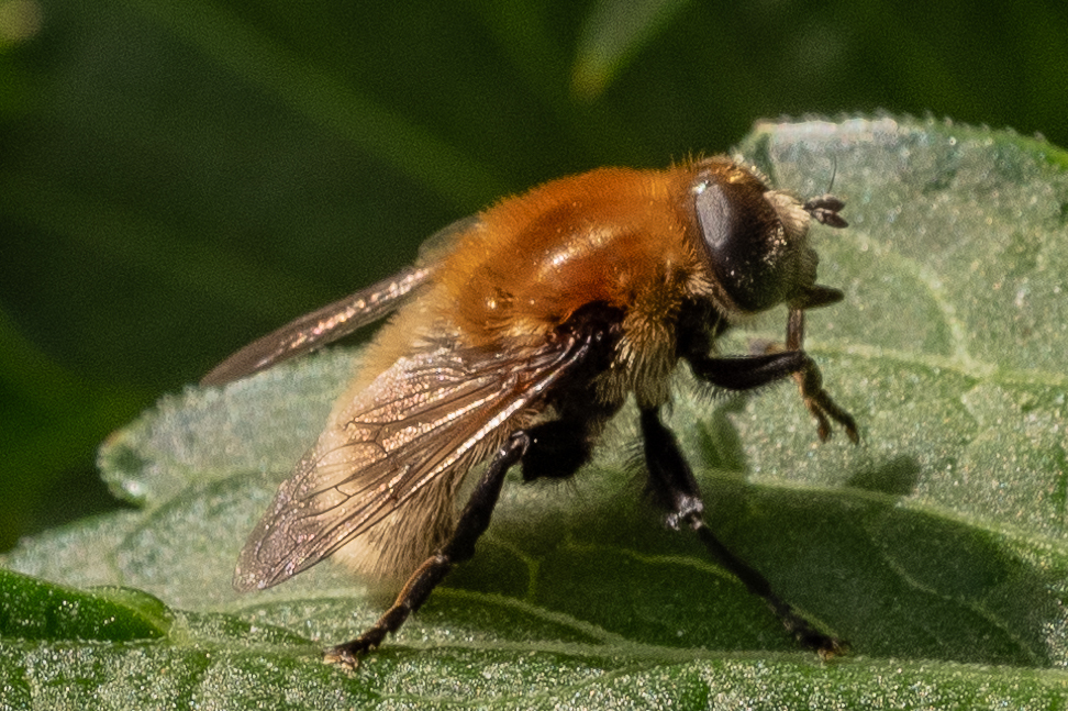 Narcissus Bulb Fly in June 2024 by Alan Yoshioka · iNaturalist