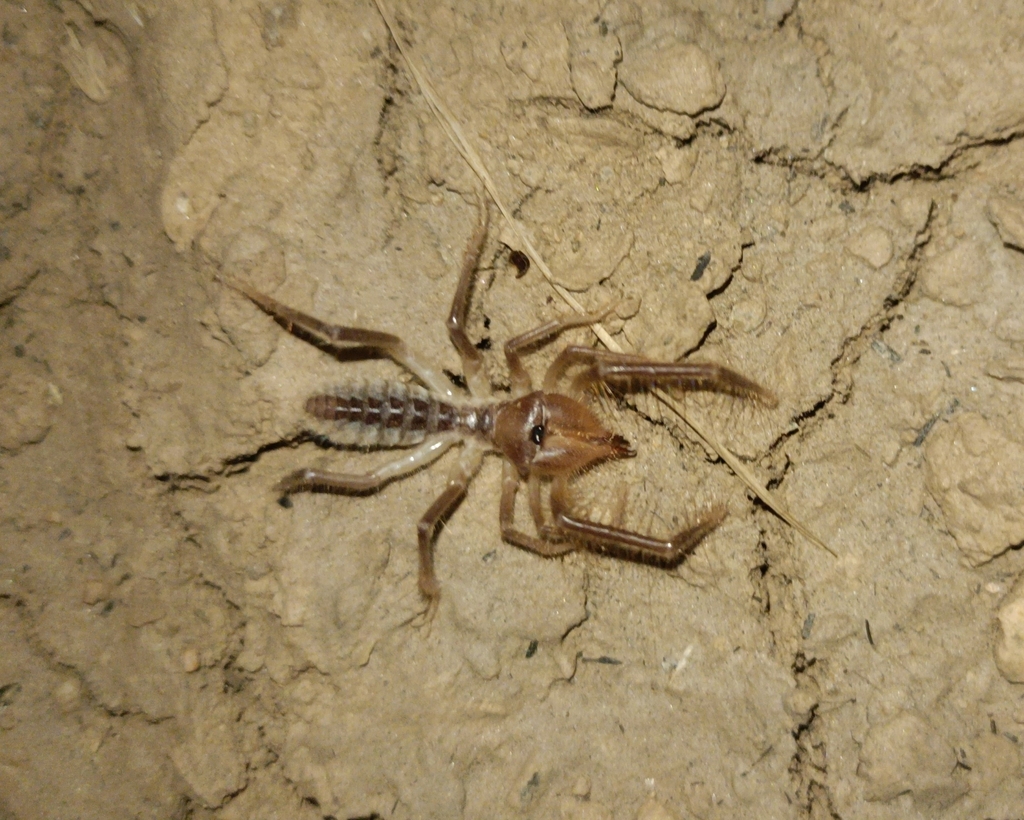 Scorpion-Spiders from Chitradurga on June 1, 2024 at 07:44 PM by ...